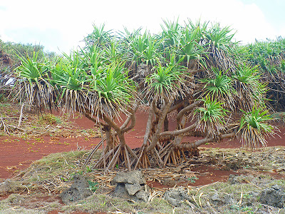 The Adventures of S/V Silhouette: Kenutu: Tonga's Easternmost Island