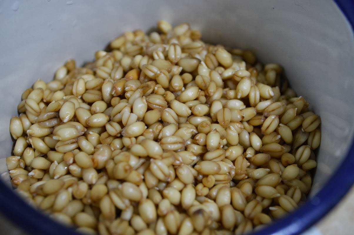 Cómo Germinar Pasto de Trigo / How to grow Wheatgrass