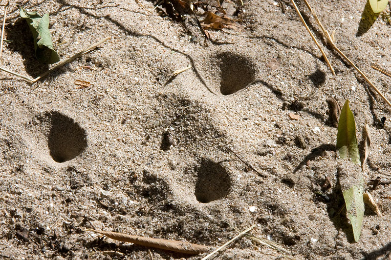 Your Daily Dose of Sabino Canyon: Bugs, Part 3: Lions in the desert