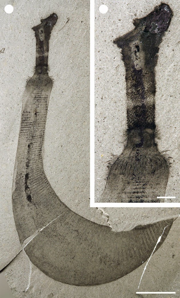Sciency Thoughts: Priapulid Worms from the Middle Cambrian of Canada.