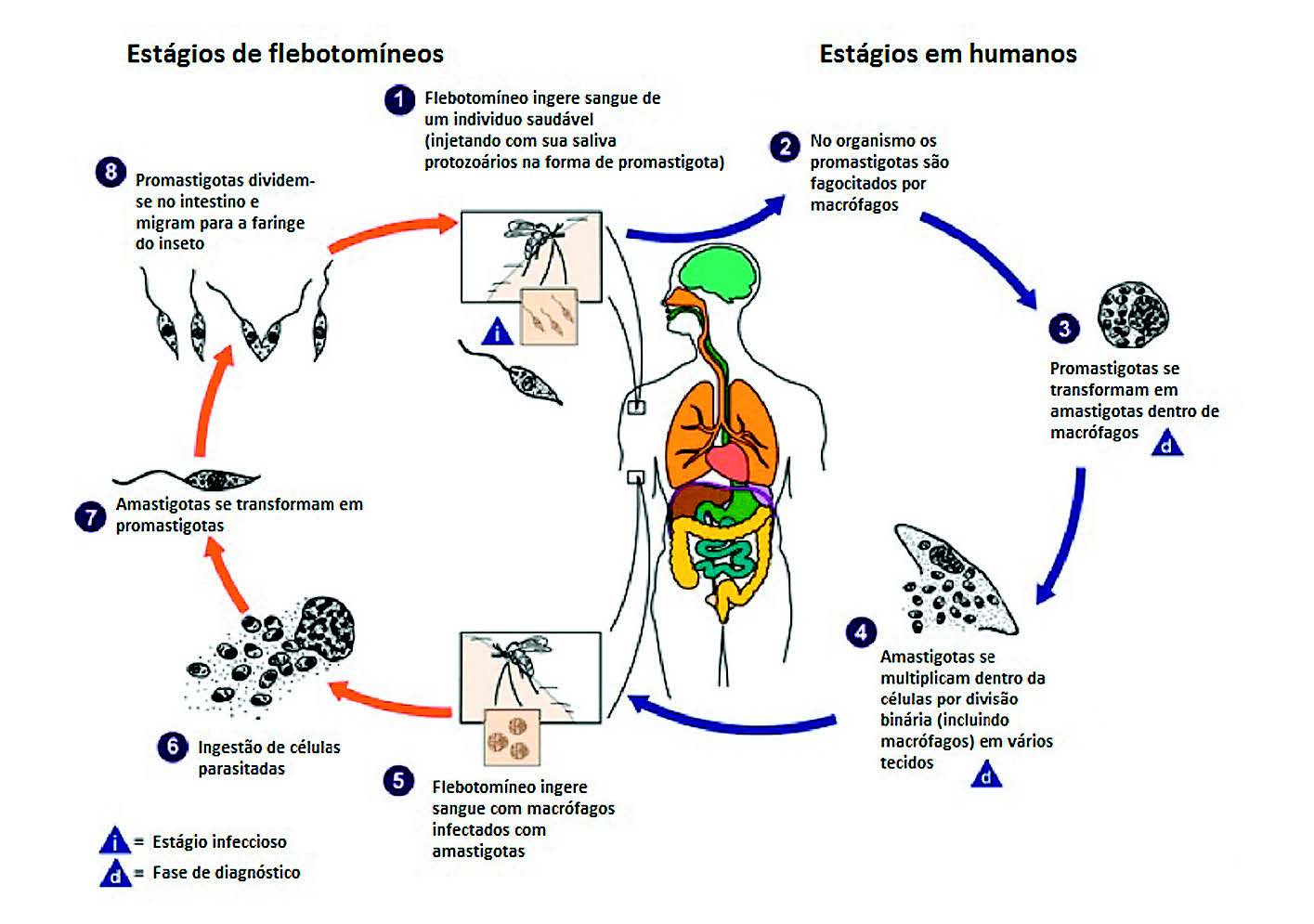 Leishmanioses e Leishmanias - Soul de Saúde