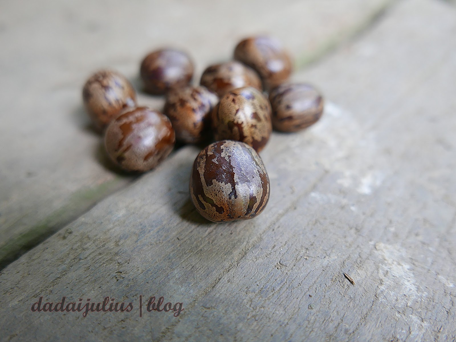 PERMAINAN KHAS MALAYSIA: Laga Biji Getah