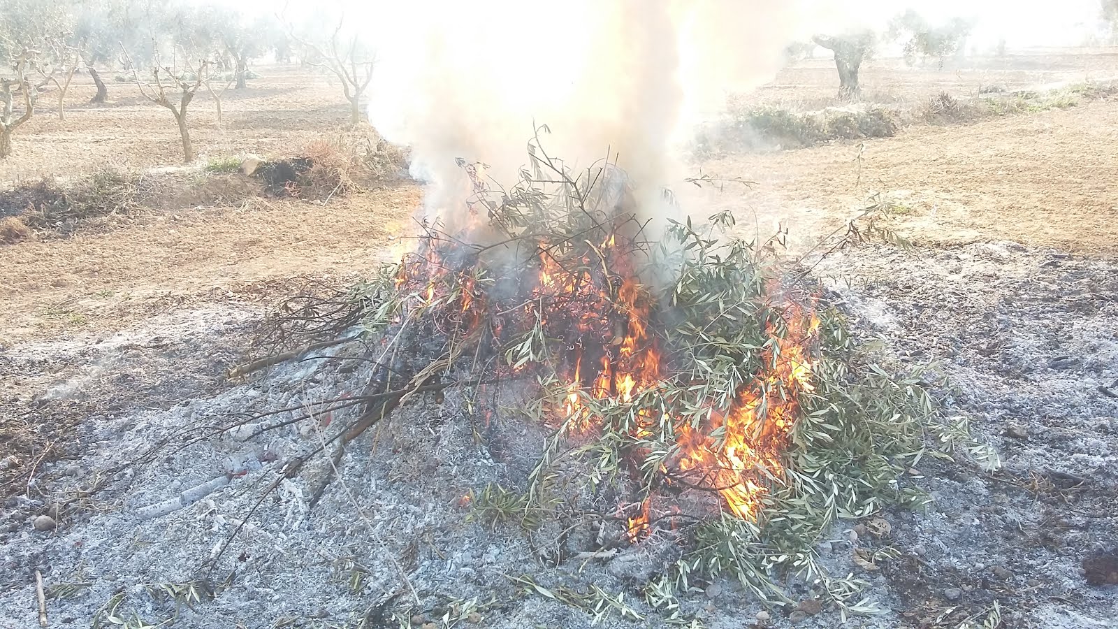 La vida entre rocas: Quema de ramulla