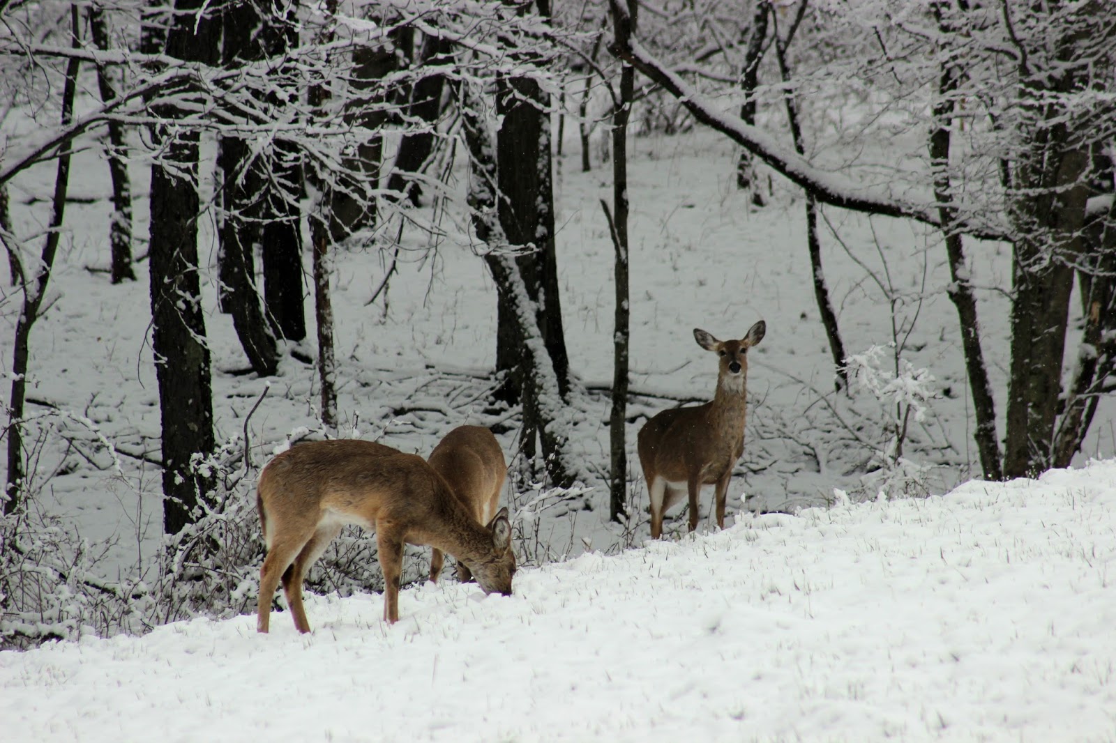 Tymes Past : Where did Spring go???