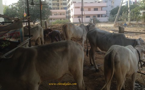 Importance of Gaus and Gaushalas in Hinduism and Hindu Civilization