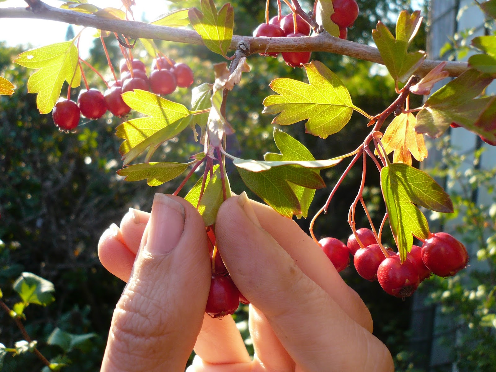 Countryman: Foraging California's Wild Side: Hawthorn Berry Fruit Leather