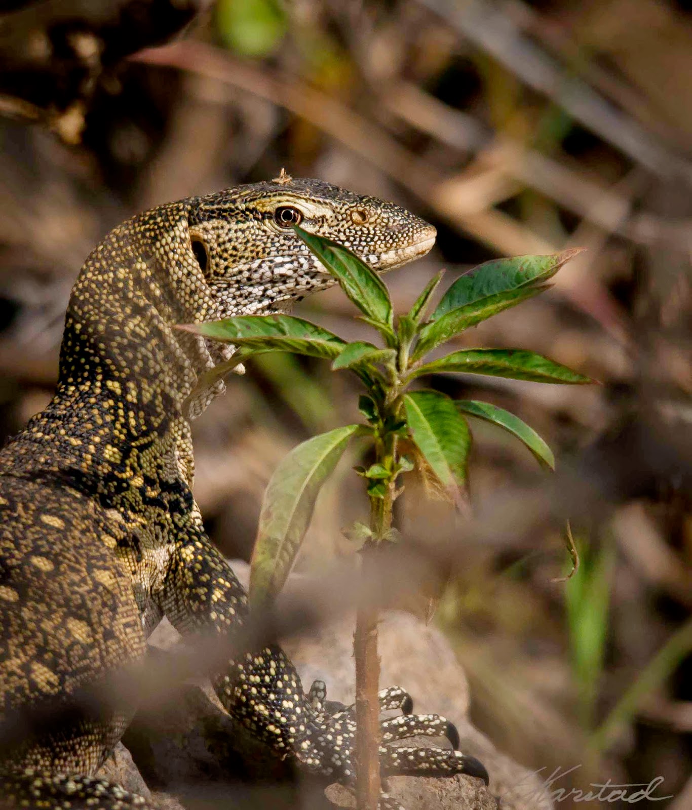 Elsen Karstad's 'Pic-A-Day Kenya': Monitor Lizard, Lake Baringo