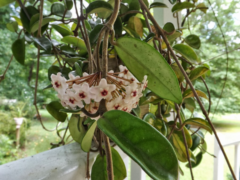 MARIETTE'S BACK TO BASICS: {Our Fragrant Hoya Carnosa - Wax Plant}
