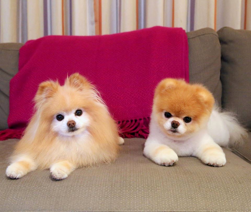 Tudo a Ver com Garotas: Boo: o cachorro mais fofo do mundo ♥