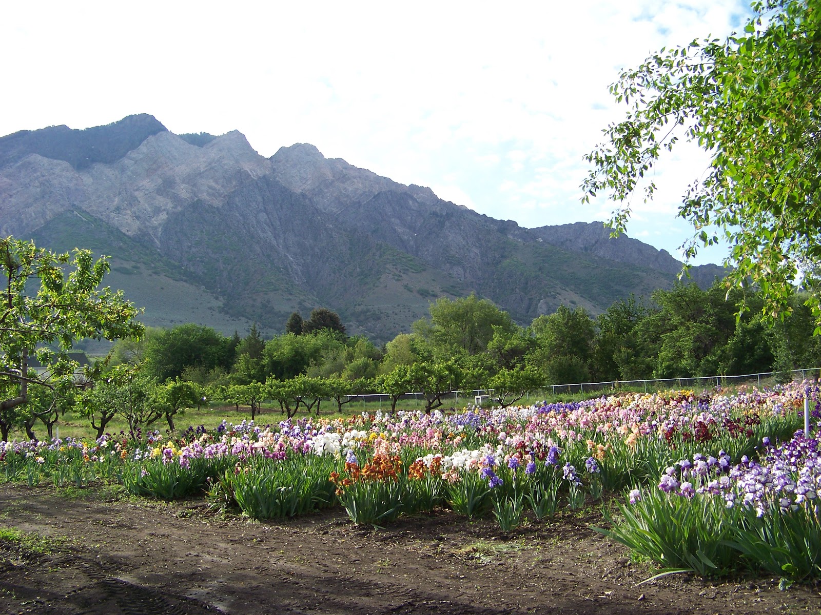 World of Irises: TALL BEARDED IRIS SUPER ACHIEVER AWARD, PART ONE