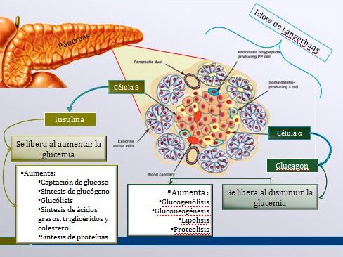 Fisiología Humana: Páncreas: Insulina y Glucagon