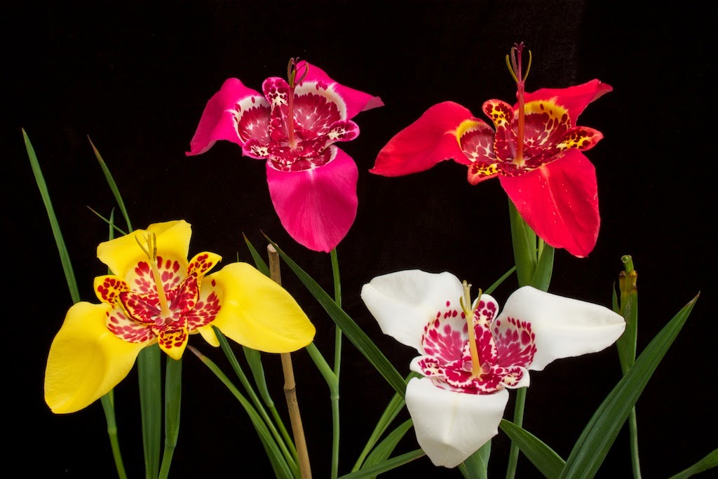 Flower Homes: Tigridia Flowers