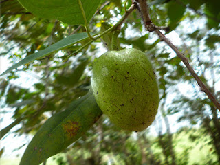 Pond Apple or Alligator Apple - Wel Aththa | SL Flora