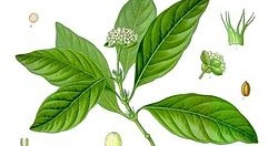 VADEMECUM NATURAL. FARMACOGNOSIA.: IPECACUANA