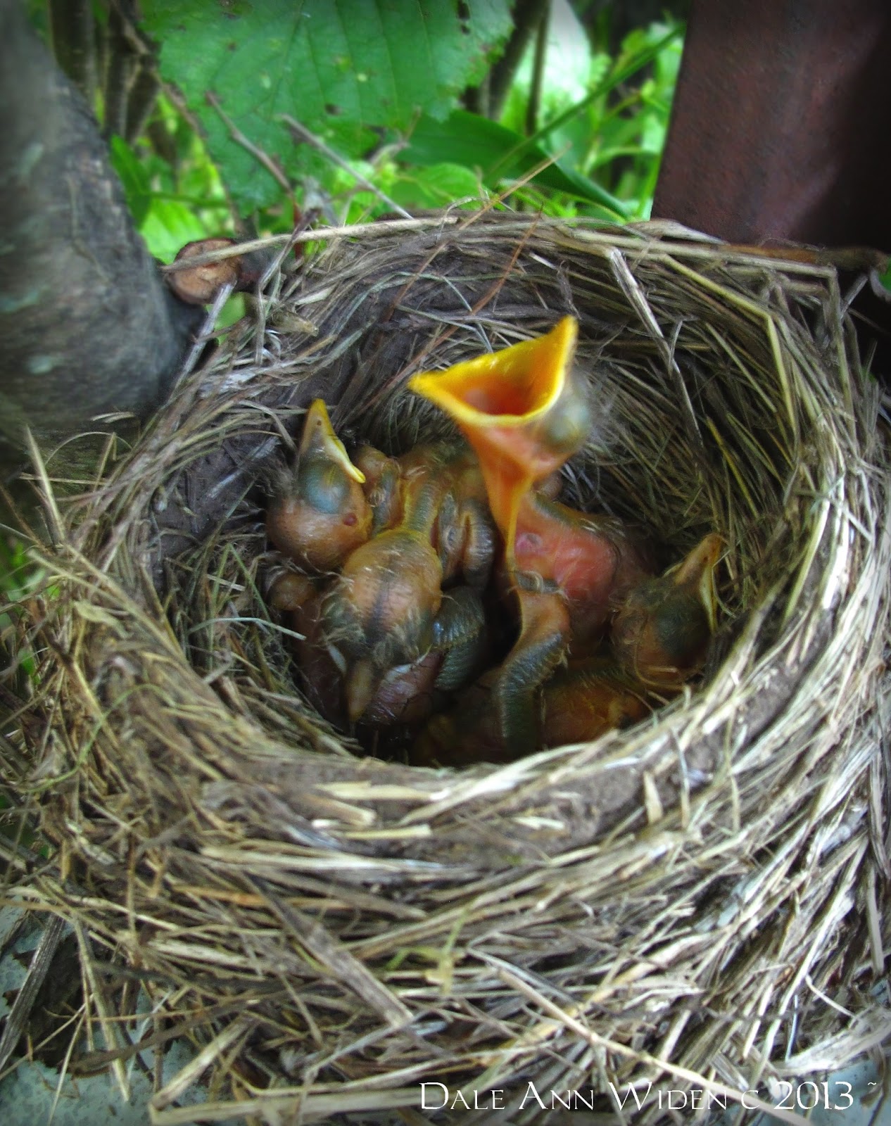 Chronicles of Whimsy: Fledglings