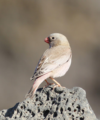 Another Bird Blog: Birding Home And Away