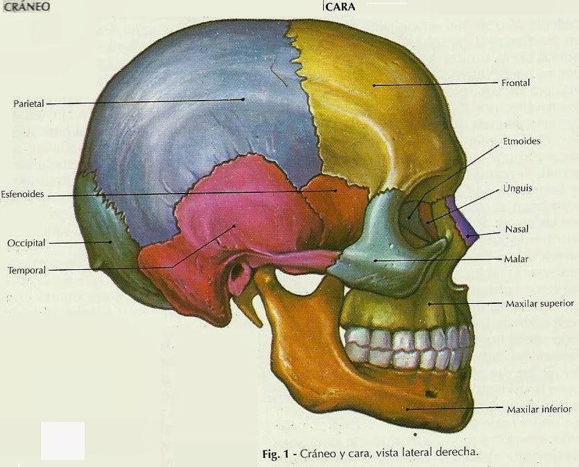 Como esta configurado nuestro cráneo