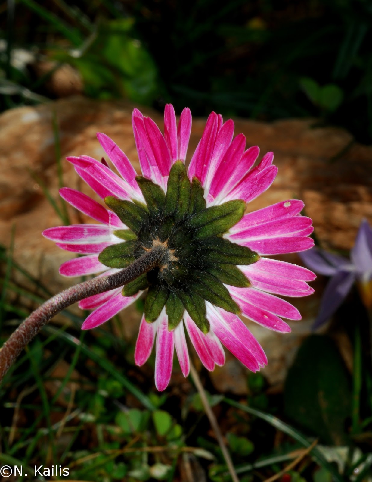 Χλωρίδα της Σύρου: Bellis perennis L.
