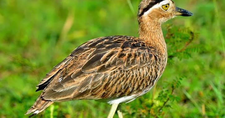 Tierra de gaviotas, chorlitos, gaviotines, frailecillos, alcas ...