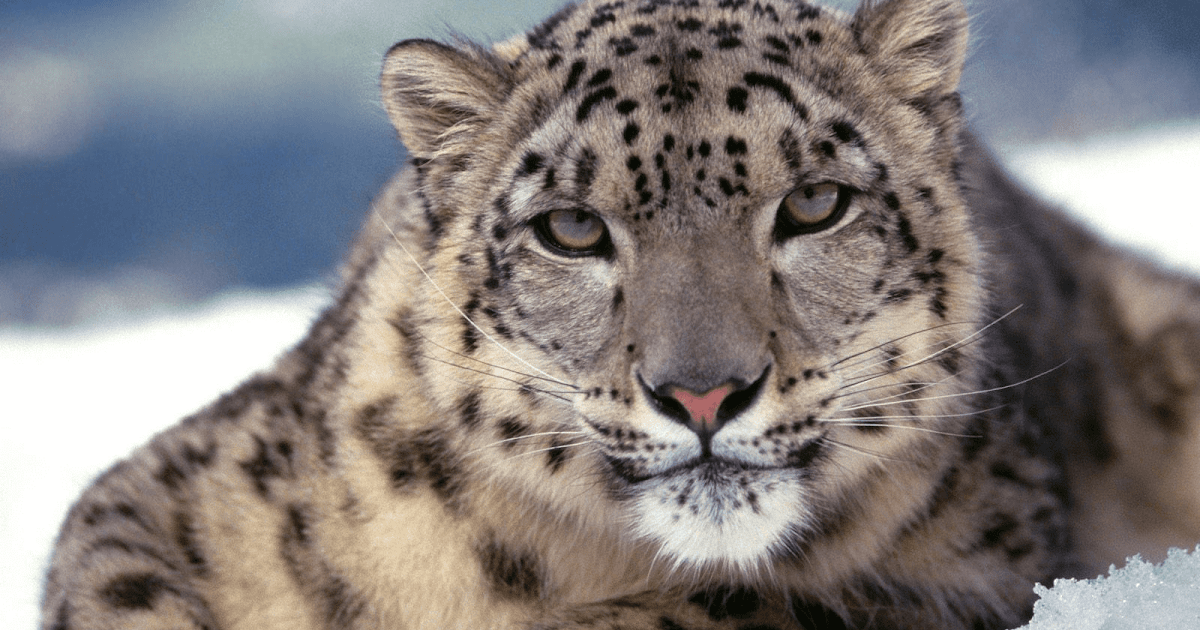 5 Animales Únicos de Rusia | Amigos de Rusia