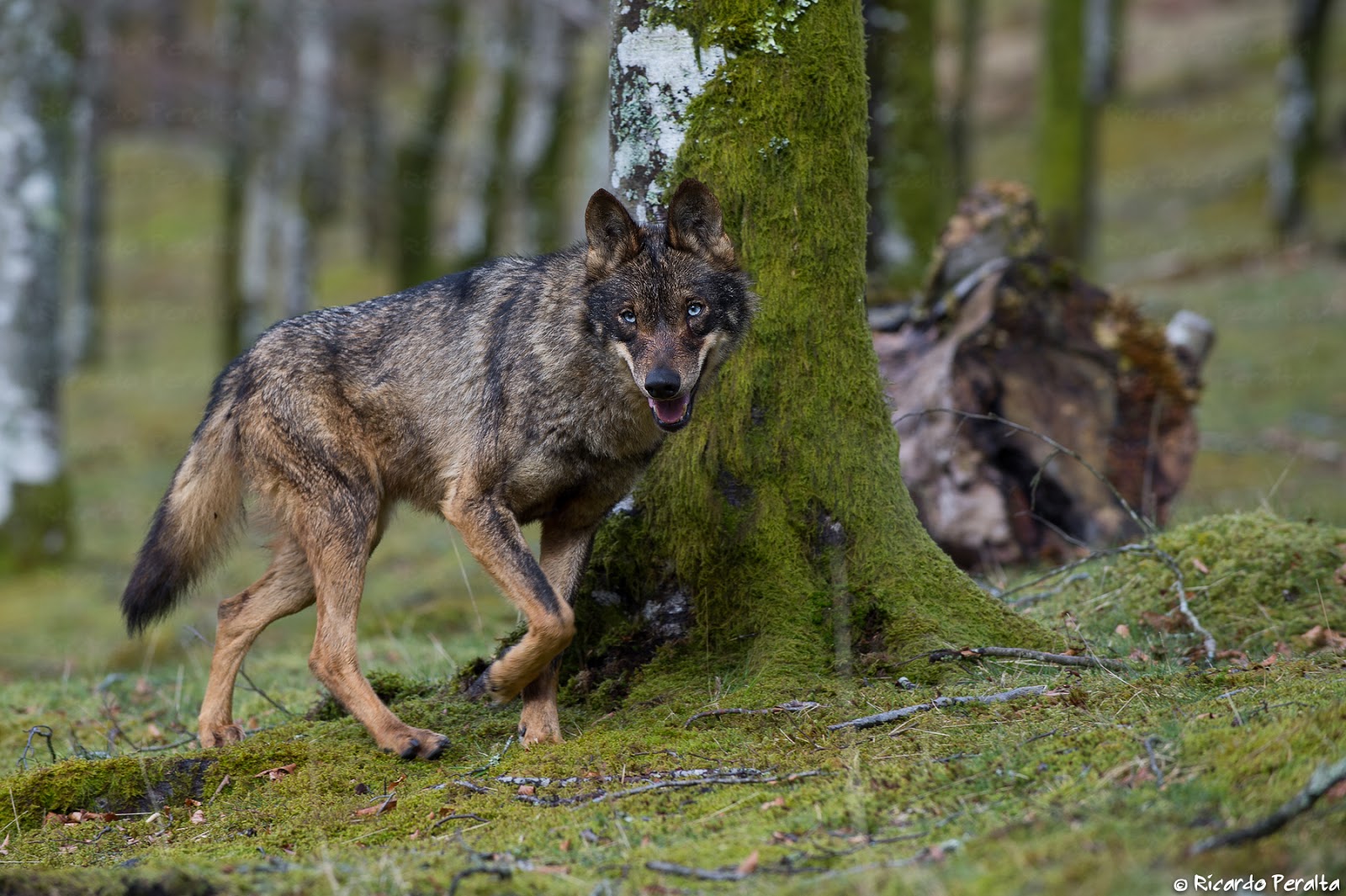 Ricardo Peralta. Fotógrafo de Naturaleza: Lobo Ibérico (Canis lupus ...