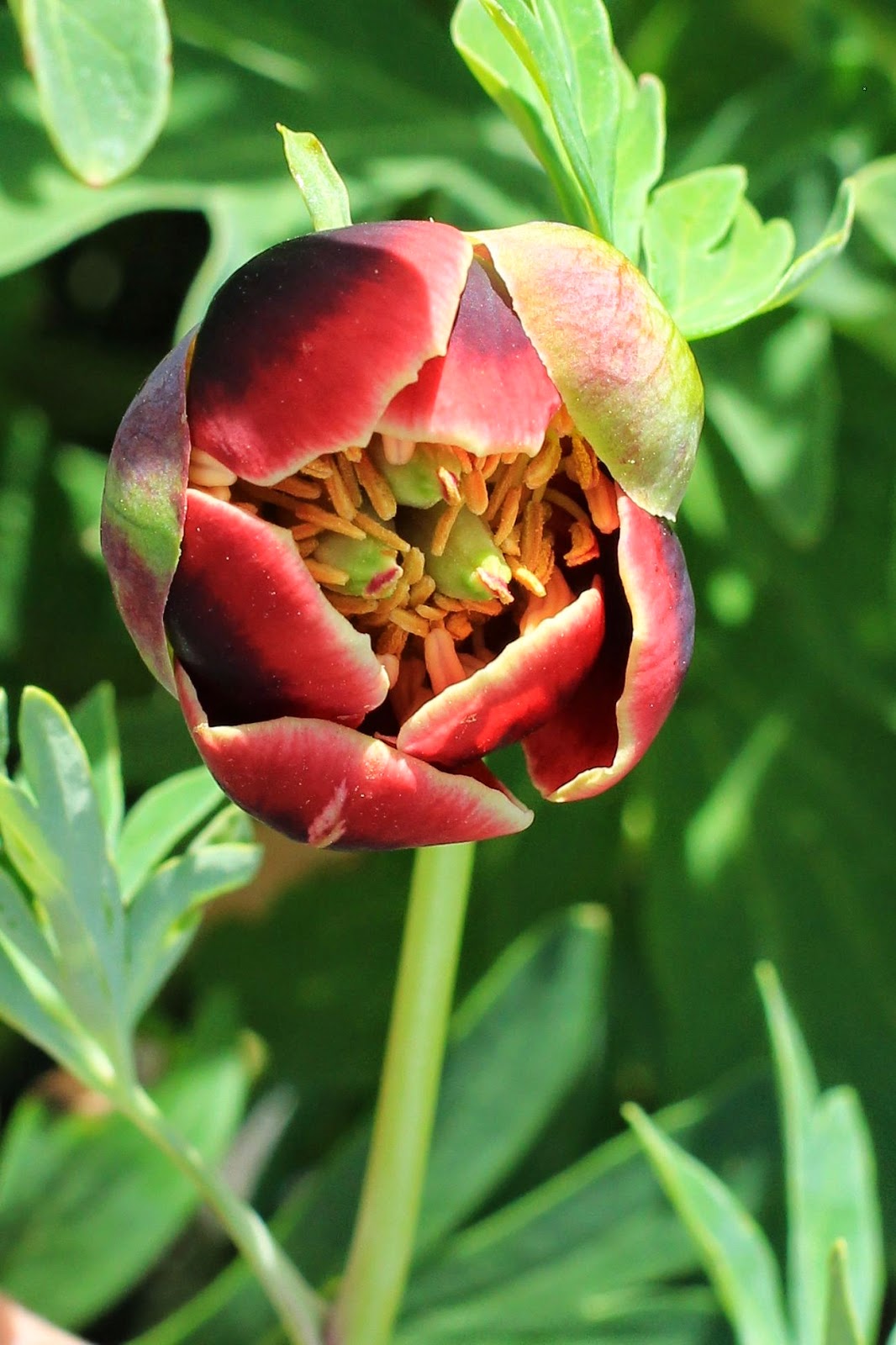 CA Native Garden: Fire Followers