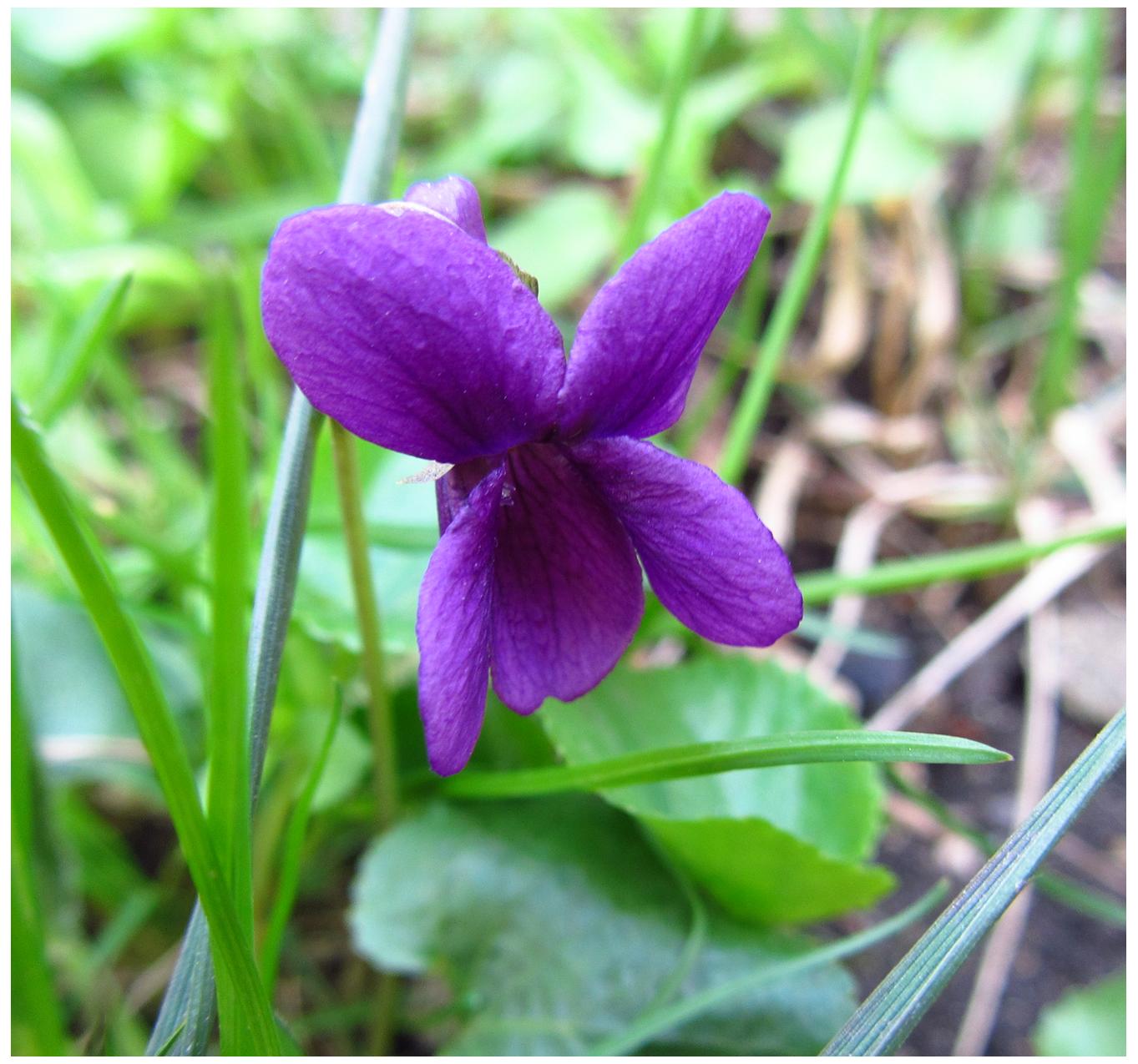 Natalia Levis-Fox and Fast Solutions: Wild Violets By Miracles
