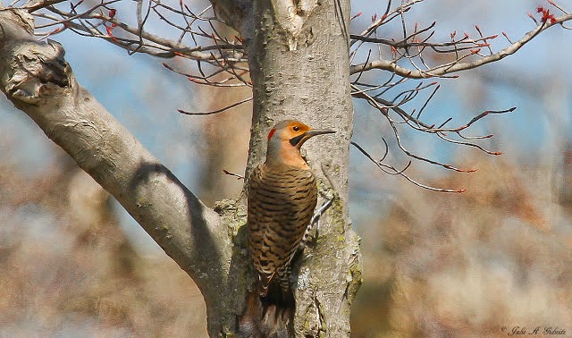 Birding Is Fun!: The Midwest Woodpecker Drill Team