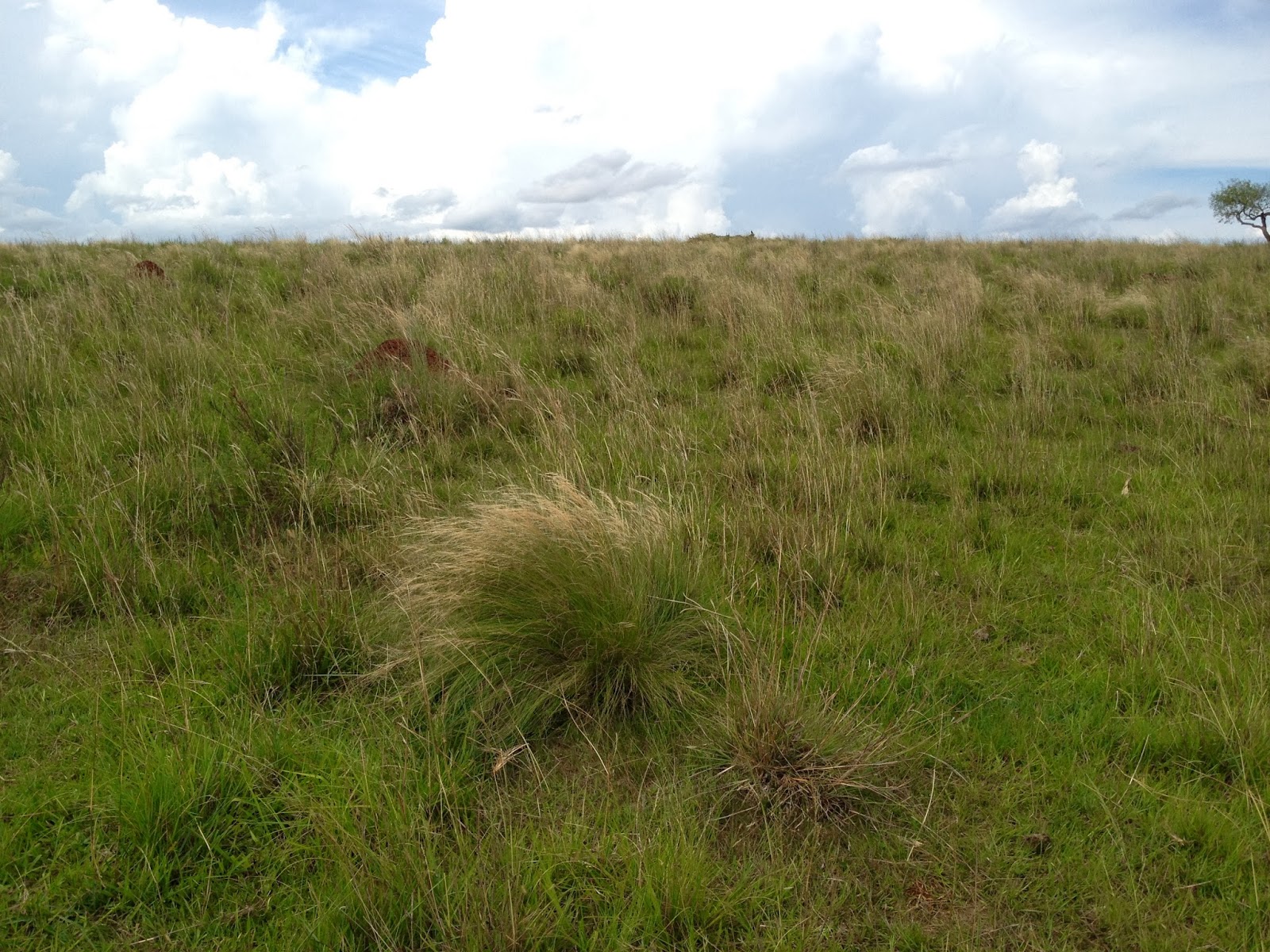 Fazenda Figueira do Puitã: Campo de capim barba-de-bode. Paisagem rara ...