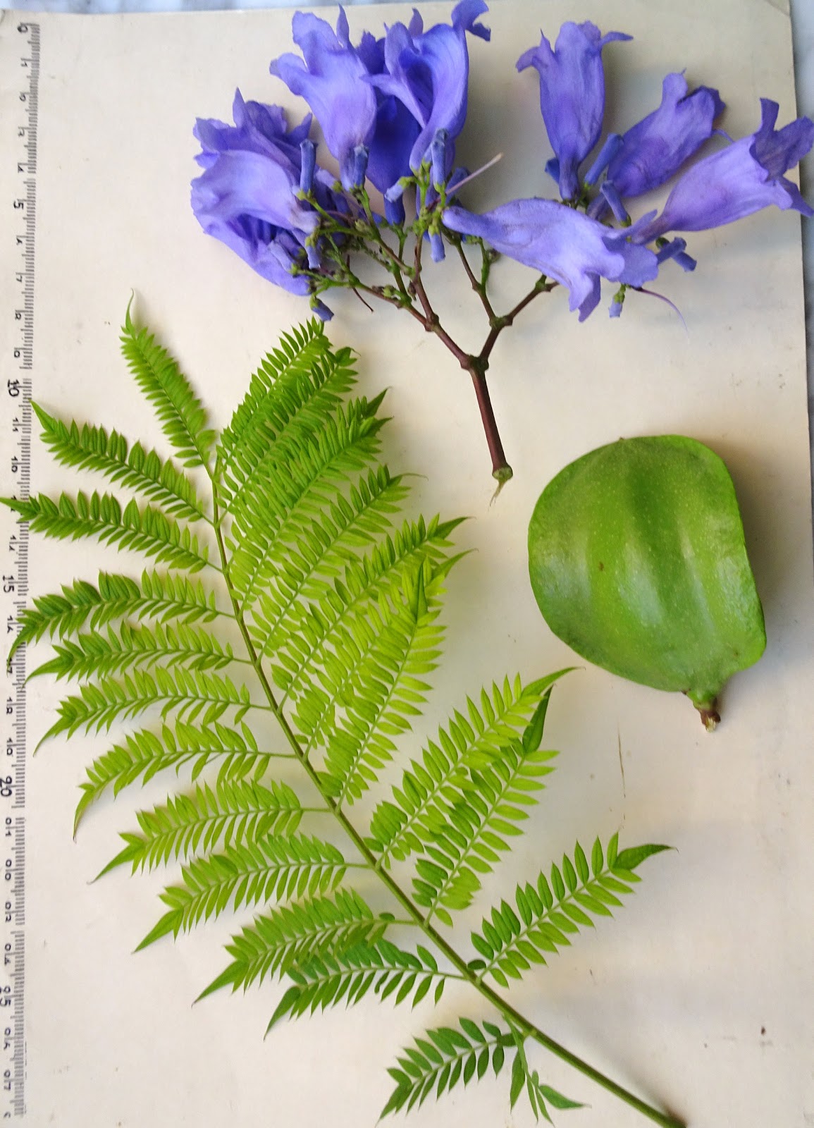 HERBARIO VIRTUAL DE BANYERES DE MARIOLA Y ALICANTE: Jacaranda ...