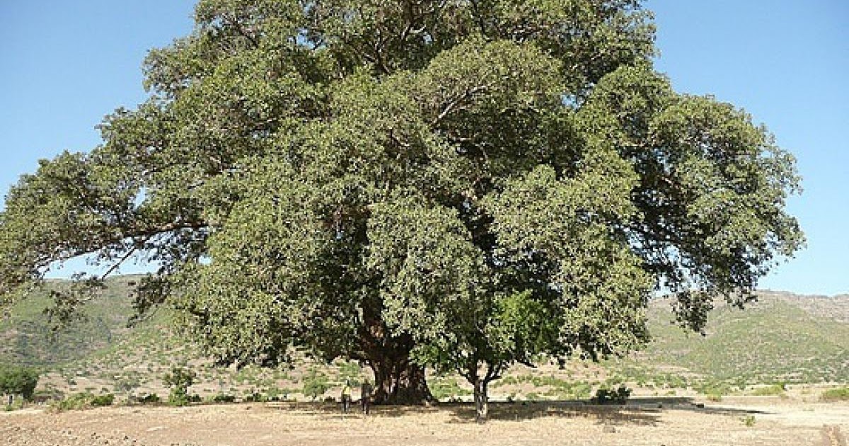 Bert Breed: Vijgenboom