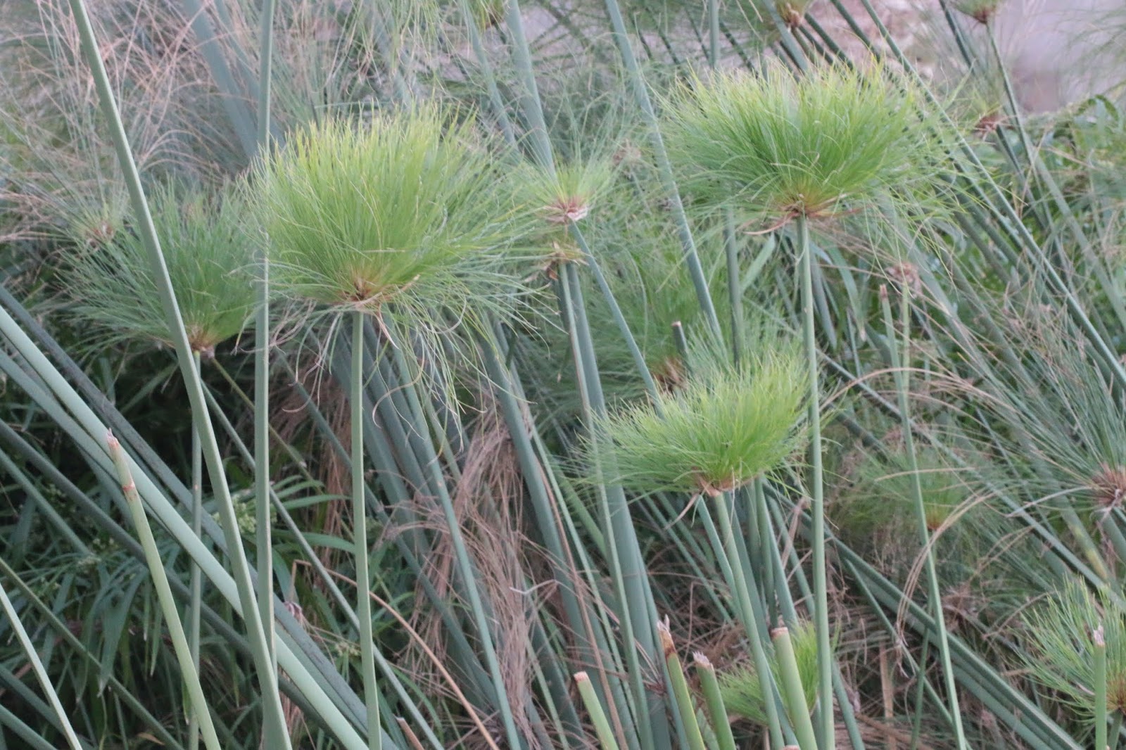CYPERUS PAPYRUS, Cv. NANUS. papiro.