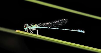 BunyipCo: September 2013