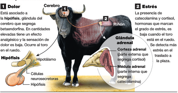 TERCER AVISO: EL TORO DE LIDIA NO SUFRE EN EL RUEDO