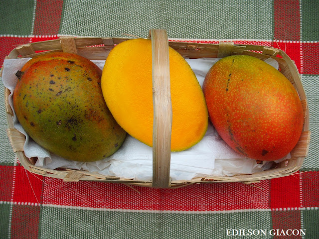 Viveiro Ciprest - Plantas Nativas e Exóticas: Manga Parwin ou Parvin ...