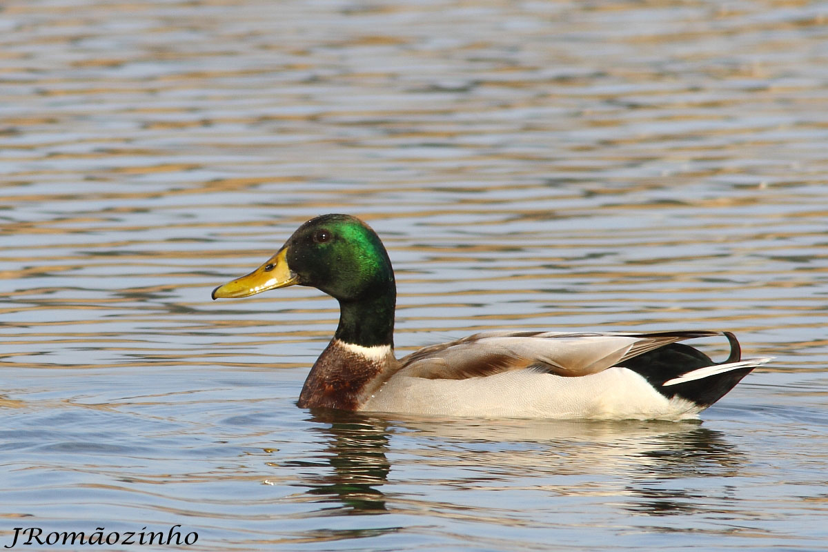 Pescador de aves: Patos bravos
