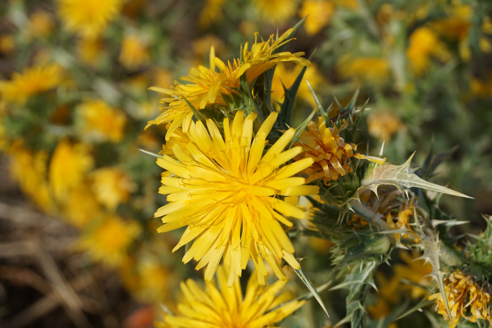 Plantas de Huerta Otea, Salamanca: Cardillo, cardo de olla, tagarnina ...
