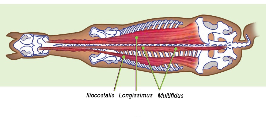 Puuta, heinää ja muutama koirankeksi: elokuuta 2016