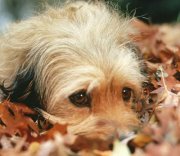 Pet Blog By Bocci @ Bocci's Beefs: Calling All Scruffy Dogs: Enter the ...