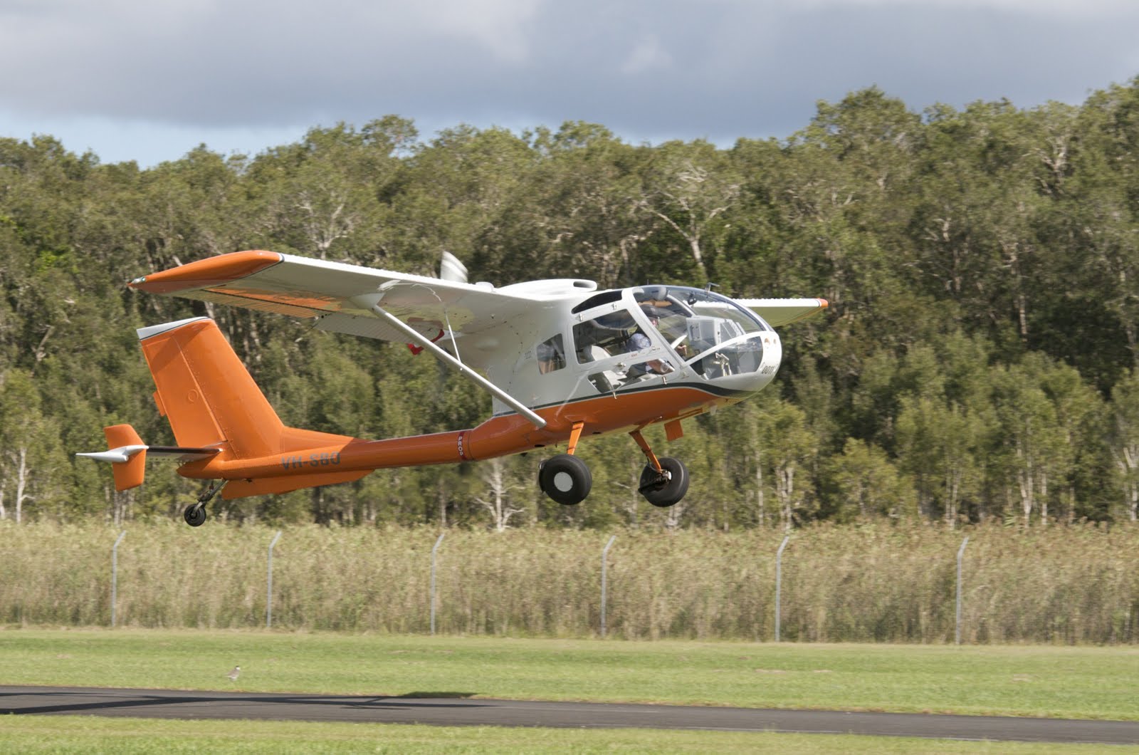 Seabird Seeker ~ Bomba Wallpaper