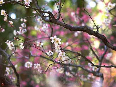 FROM THE GARDEN OF ZEN: March 2012