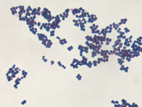 genus Staphylococcus - meddic