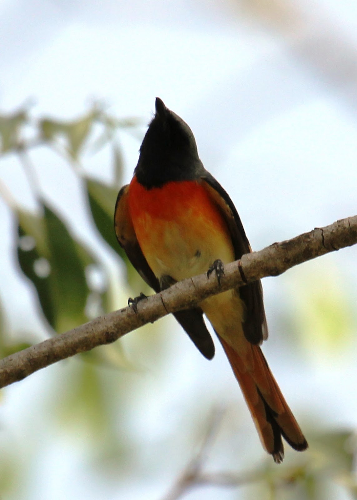 Neil's Daily Bird: 139 : Small Minivet