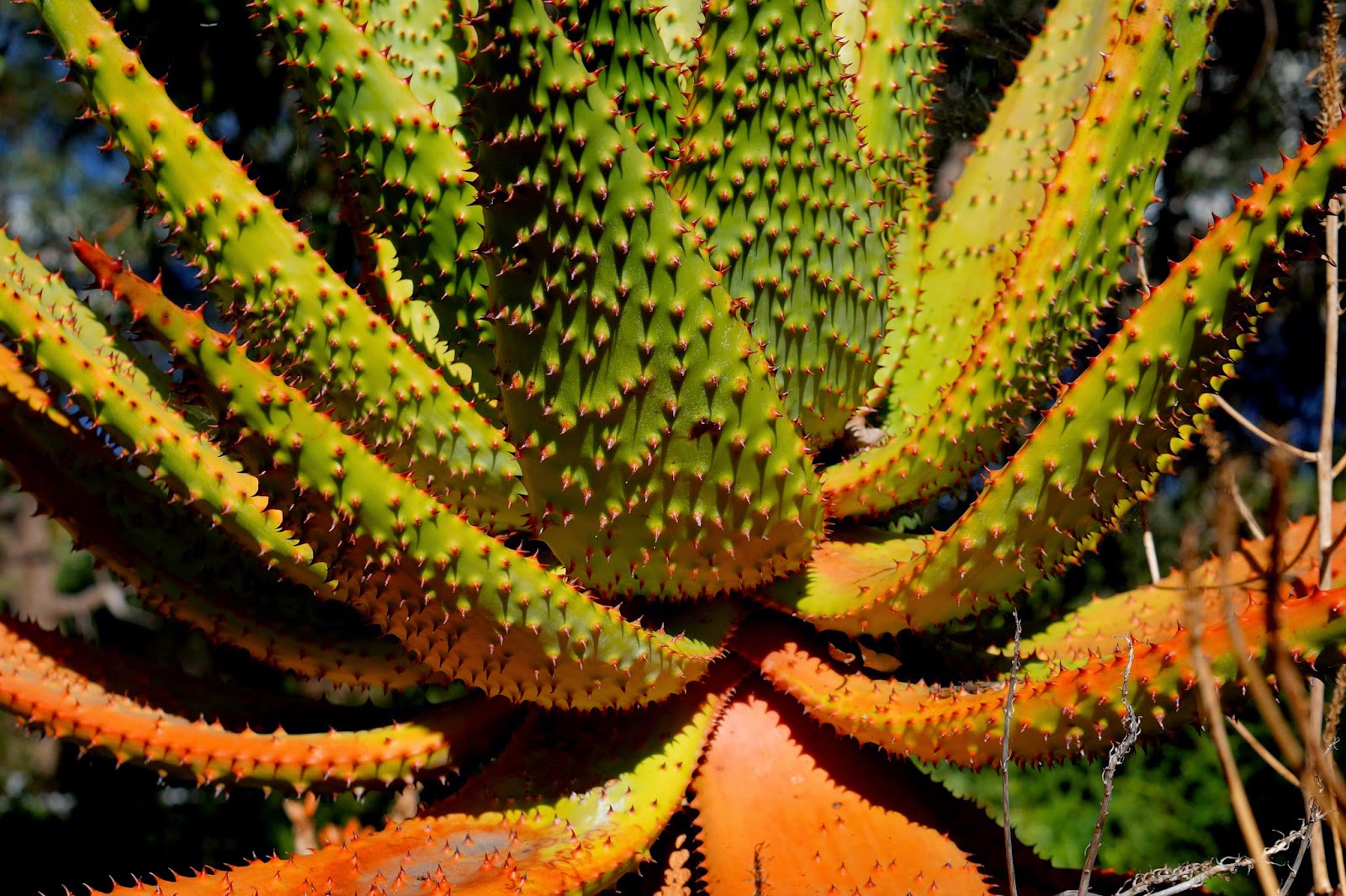 La découverte de l'Australie: La flore australienne...