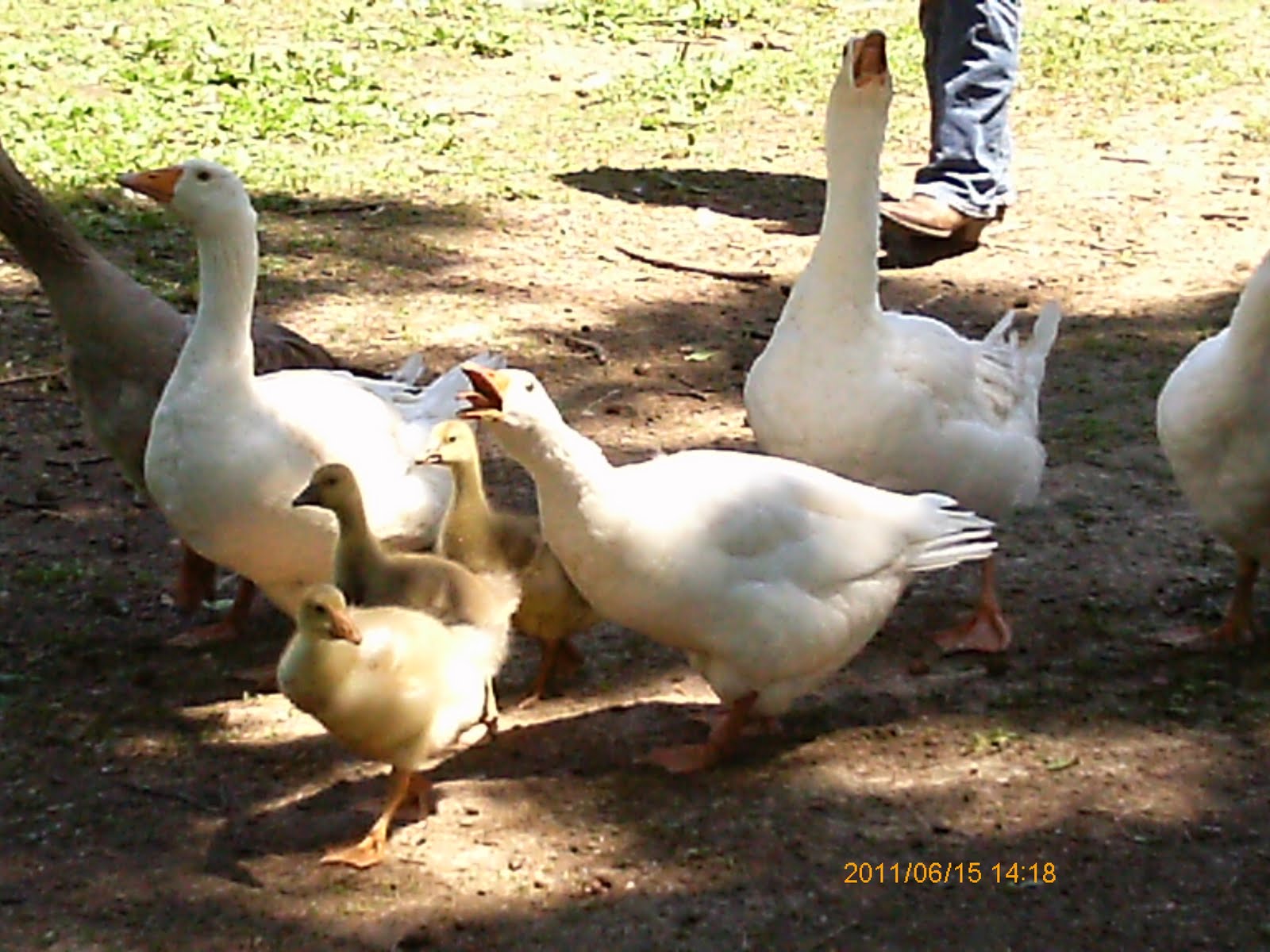 Donna's Book Pub: Day Tripping (Part II) - Sassafras Valley Farm and ...