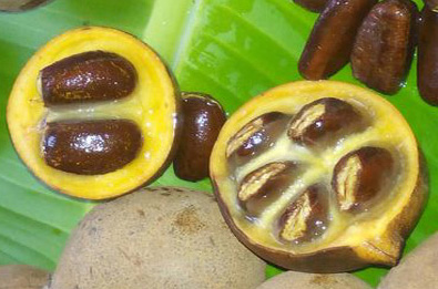 Buah Langka Indonesia: Kepel (Stelechocarpus burahol (Blume) Hook. f ...