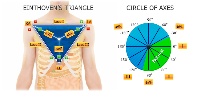A Quick Guide to ECG - IVLine