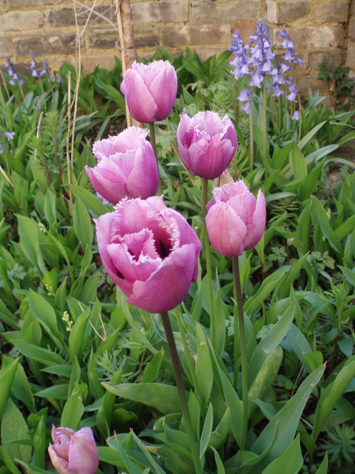 Viata de povestit: Lalele,lalele...frumoasele mele lalele...