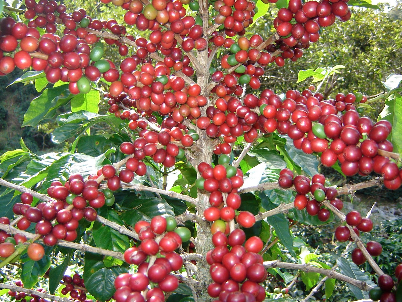 Cafetos Gourmet Café Panamá: Café de Panamá, Sabores unicos y ...