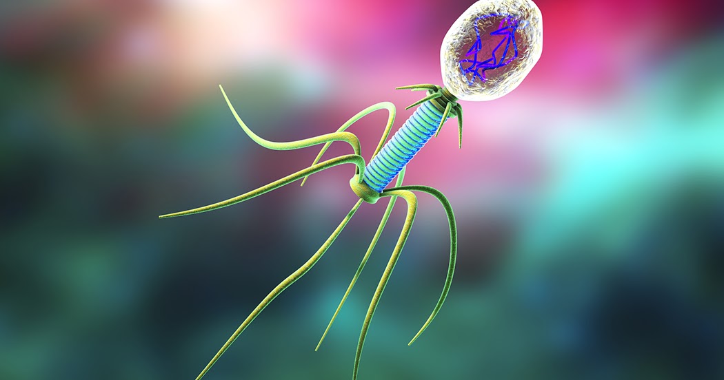 Bacteriophage – Lytic vs Lysogenic Cycle
